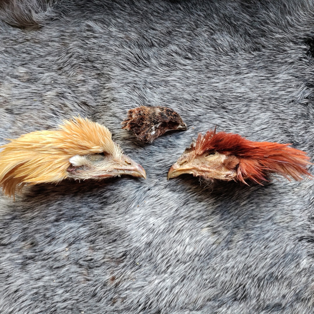 Quail Head and Chicken Rooster Heads Naturally Dried Lot - Etsy
