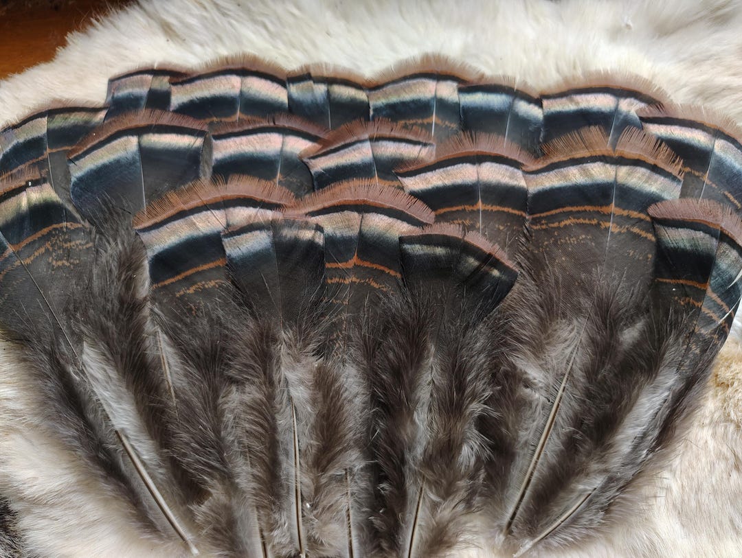 Wild Turkey Feathers -bronze Striped Iridescent Sheen - Lot of 15 ...