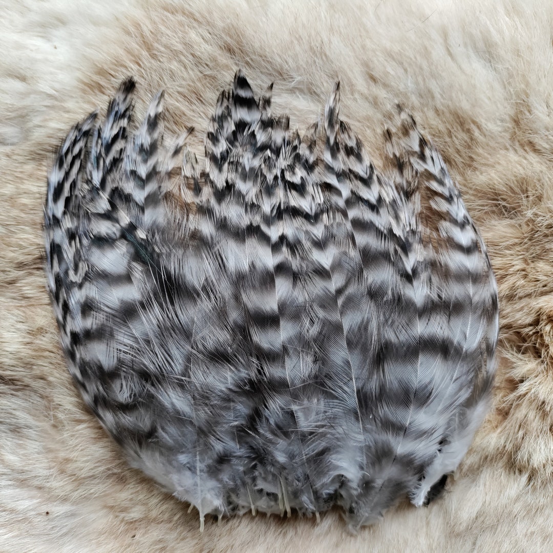 Striped Grizzly Hackle Feathers - Lot of 50 - Etsy