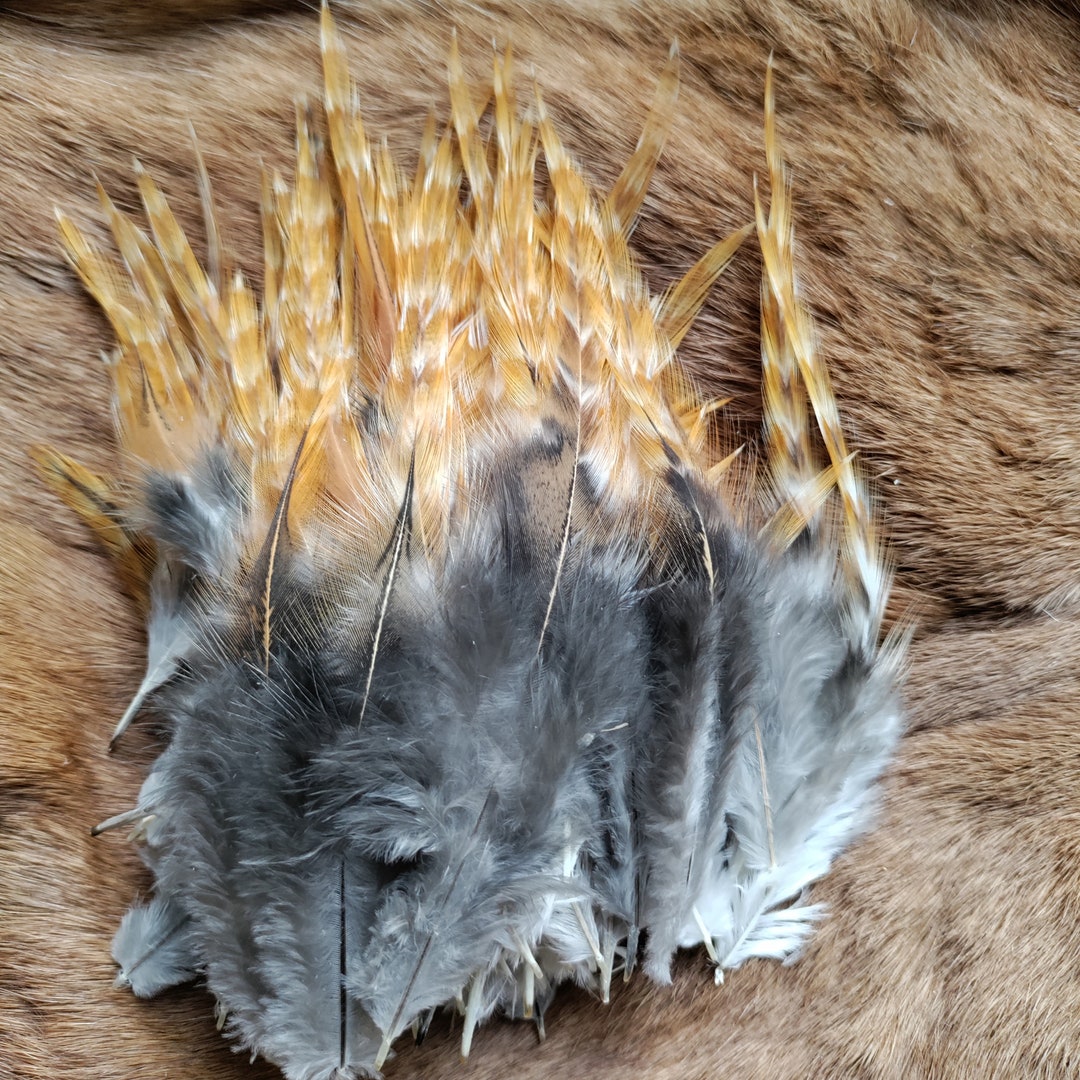 Feathers Natural Barred Ginger Saddles Lot of 50 - Etsy