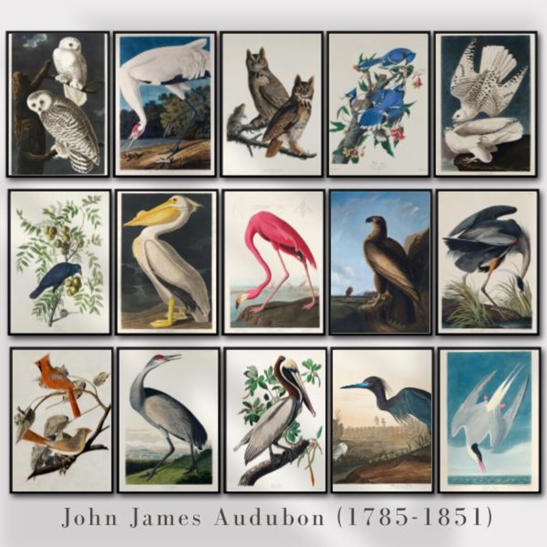 Vintage Audubon Bird Prints Set: Ornithology Wall Art (15 Digital ...