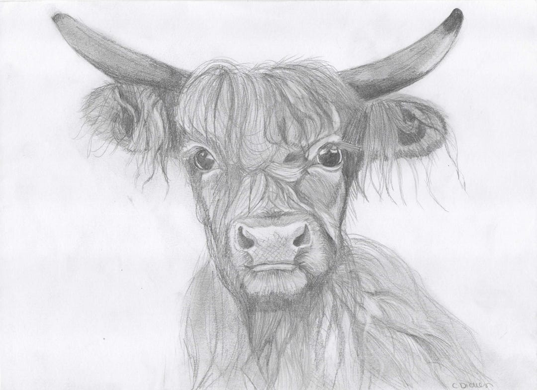 Highland Cow Pencil Art Print - Wall Decor - Available With or Without ...