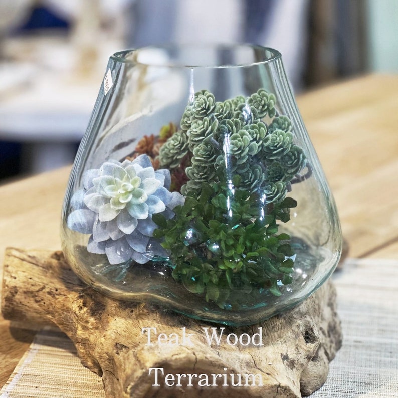 Teak Wood Terrarium Hand Blown Glass & Teak Wood Root Med Terrarium ...