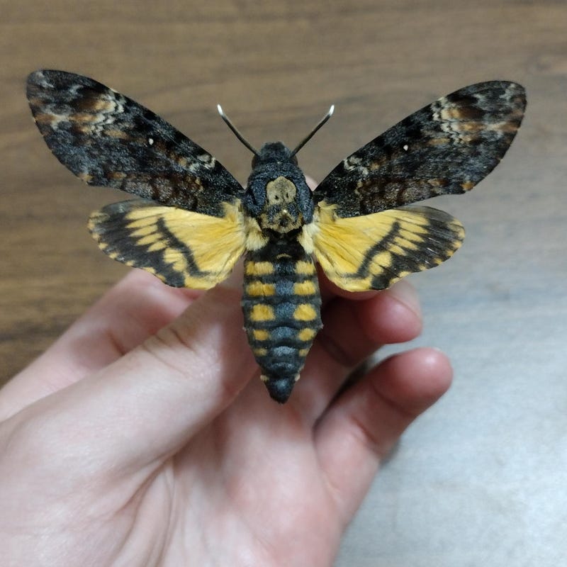 Death Moth - Etsy