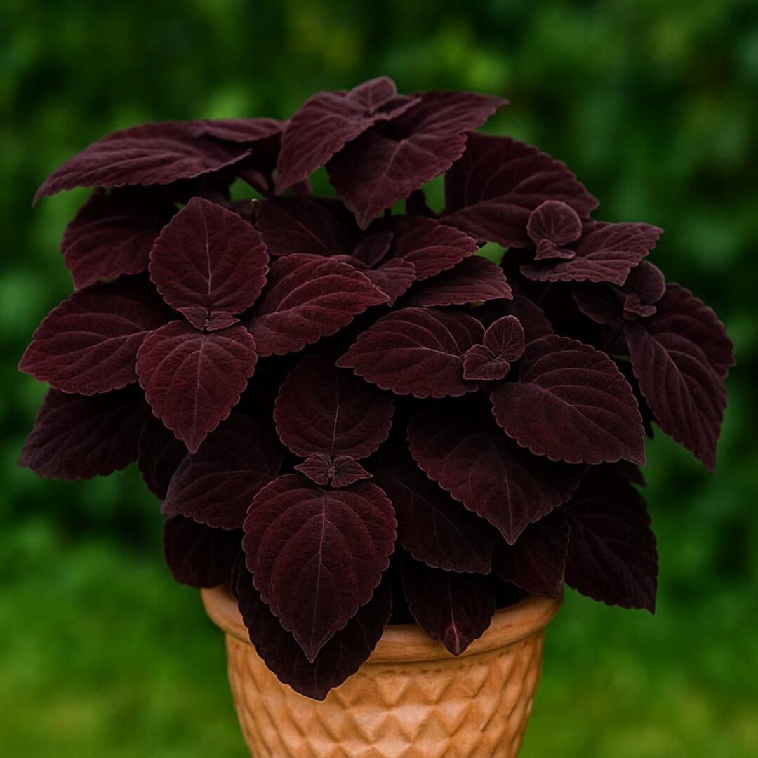 Giant Exhibition Palisandra Coleus Seeds: Fast Growing - 25 Seeds - Etsy