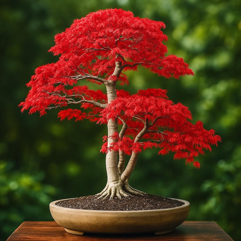 Japanese Red Maple Bonsai 20 Seeds: Rare Acer Palmatum, Easy Grow - Etsy