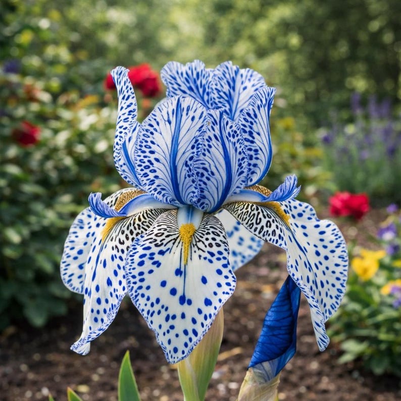 50 Bearded Iris Seeds: Blue and White Speckled Blooms, Rare Ruffled ...