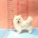 Miniature Samoyed - Micro Crochet Mini Amigurumi Dog Stuff Animal ...