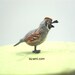 Miniature California Quail Micro Amigurumi Crochet Bird - Etsy