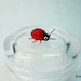 Red Ladybug Micro Crochet Miniature Ladybug Made to Order - Etsy