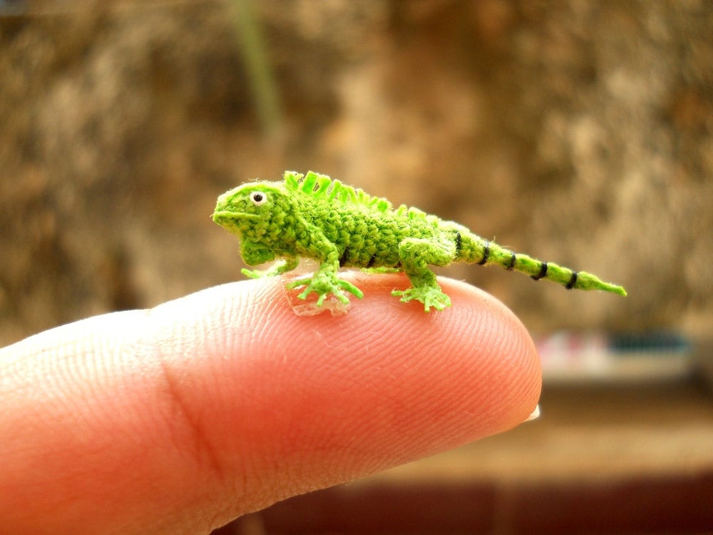 Small Iguana Lizards