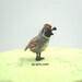 Miniature California Quail Micro Amigurumi Crochet Bird - Etsy