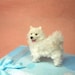 Miniature Samoyed - Micro Crochet Mini Amigurumi Dog Stuff Animal ...