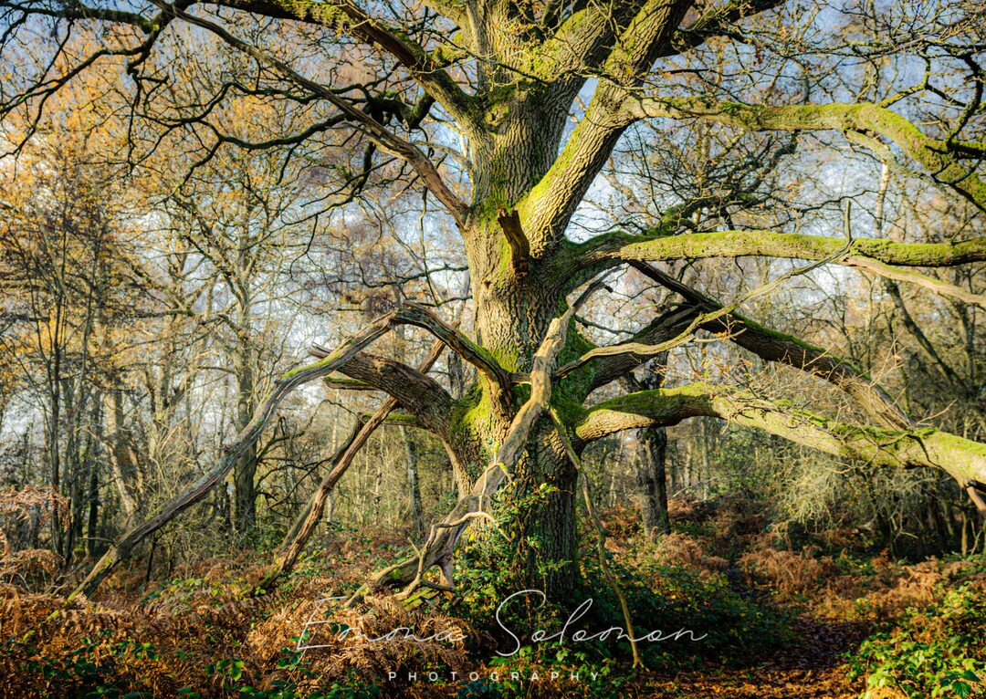 Queen Beech Woodland Birthday, Wedding, Greetings Cards | Photography ...