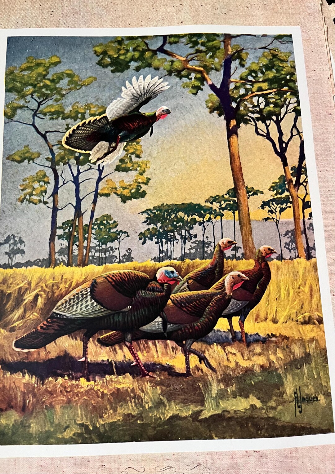 Francis Lee Jaques 1958 Hunting Wildlife Lithographs 10 - Etsy