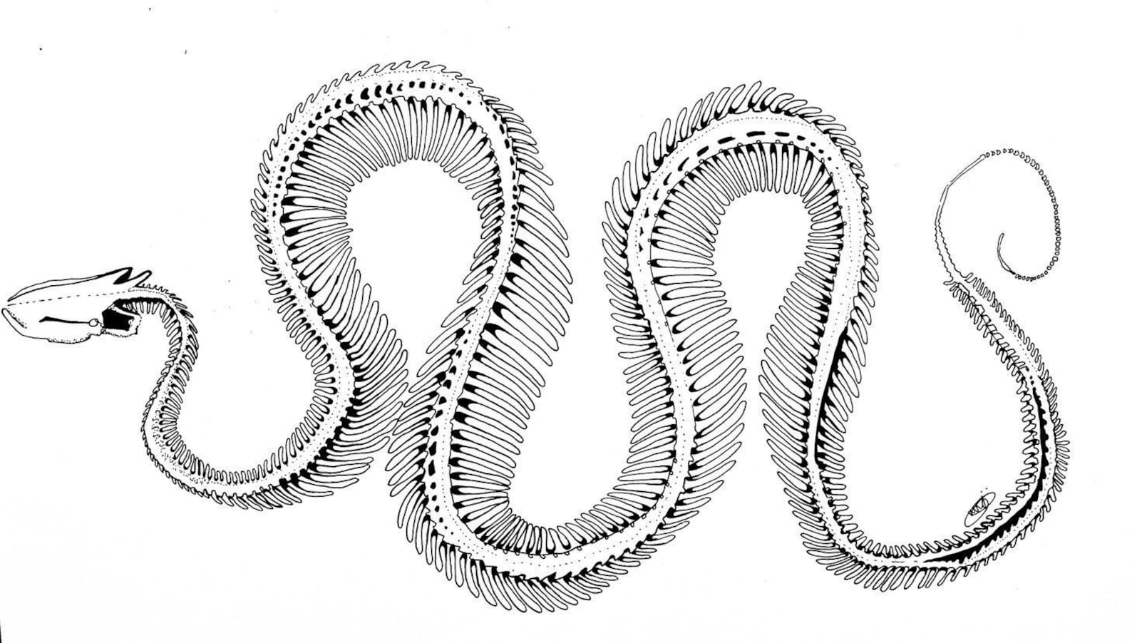 Snake Skeleton Print | Etsy