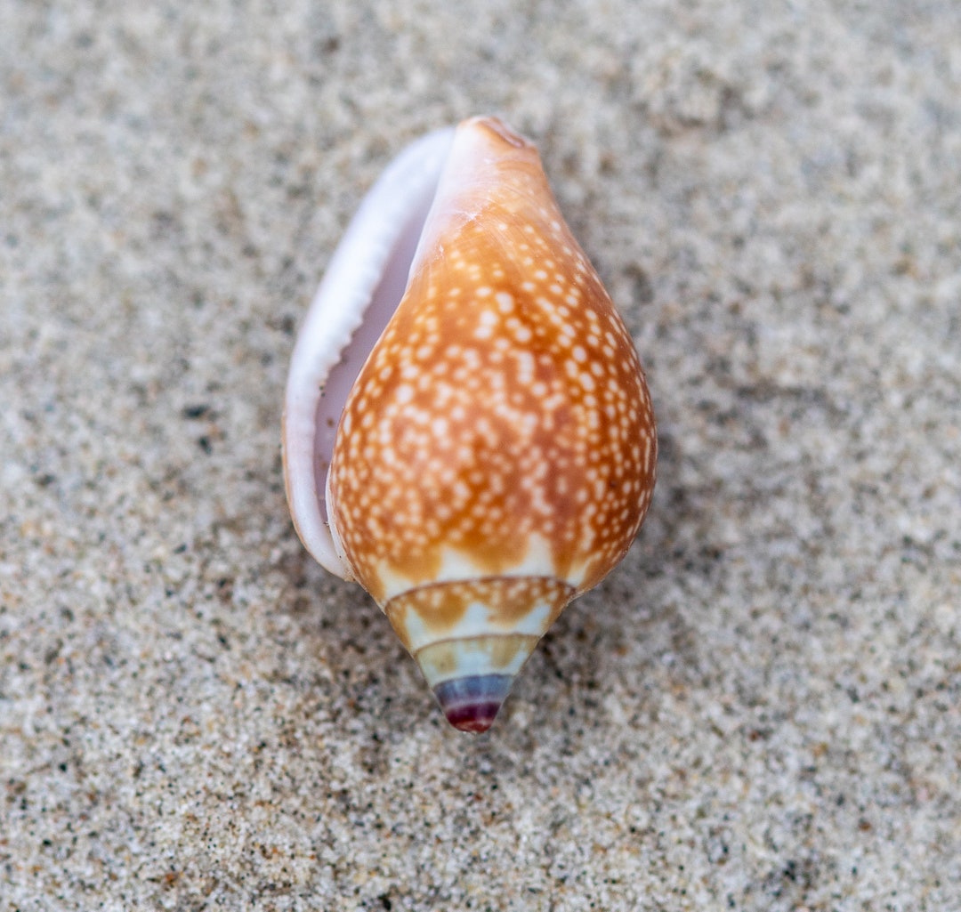 Tiny Brown Spotted Seashell Photography Print - Etsy