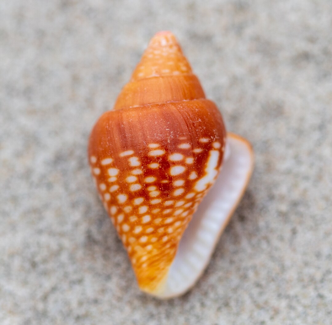 Brown Spotted Seashell - Etsy