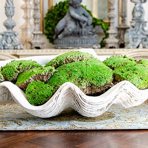 Large Faux Clam Shell: Plaster Display Piece (22.5