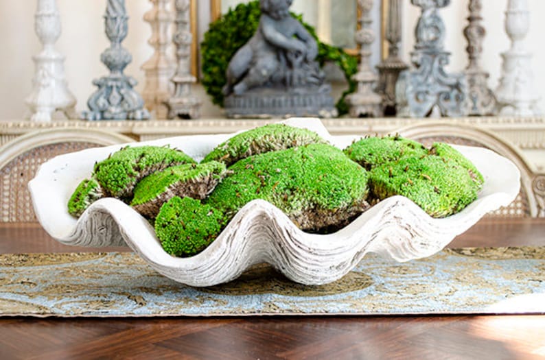 Large Faux Clam Shell: Plaster Display Piece (22.5" Long) - Etsy