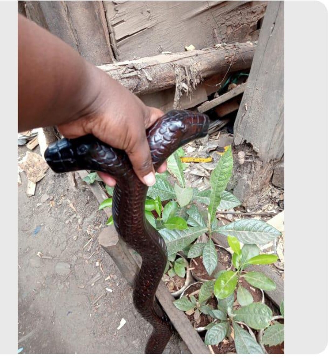 African Wooden Two Headed Serpent Original Hiking Walking Stick,unisex ...
