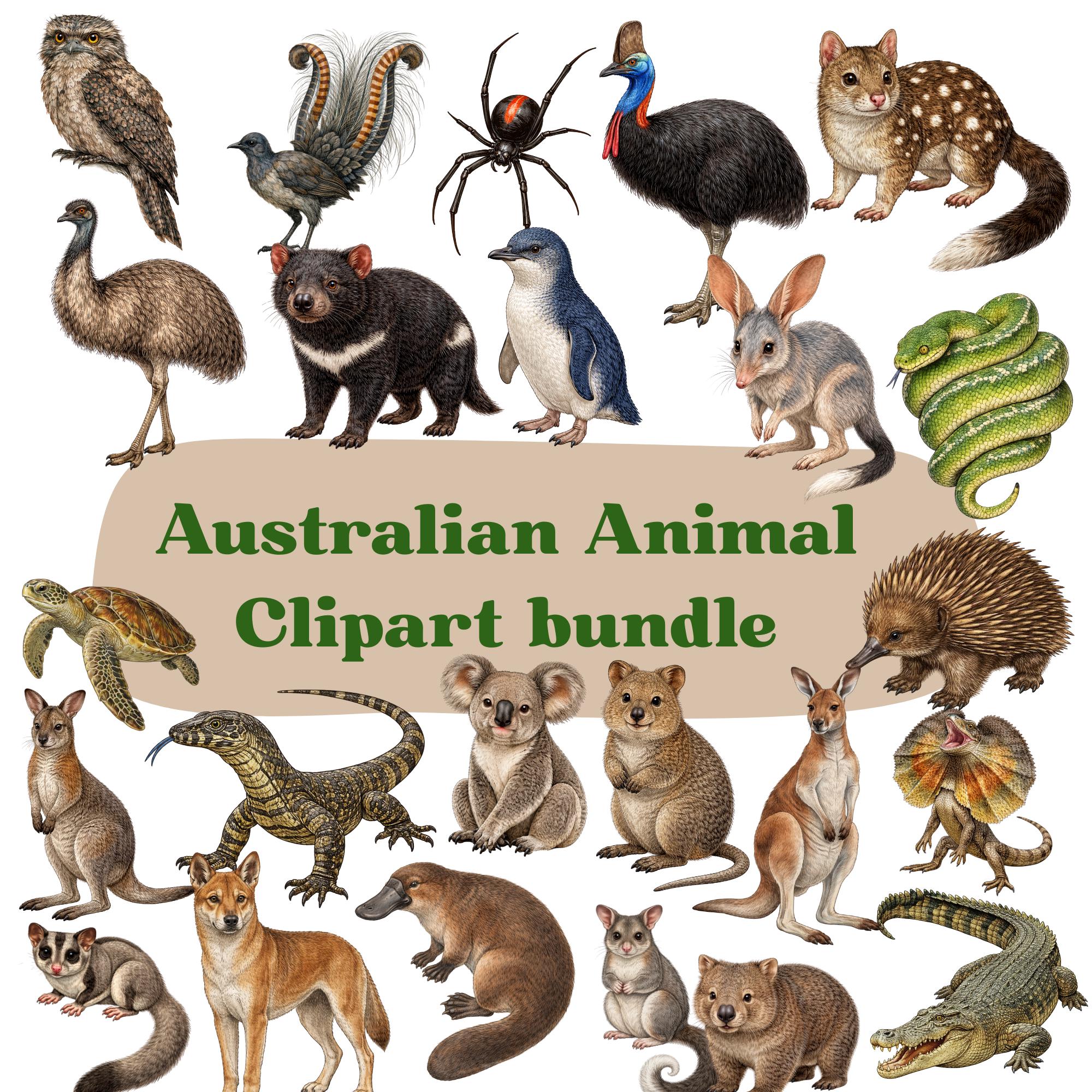 Australian Animal Clipart Bundle PNG | Native Wildlife Illustrations ...