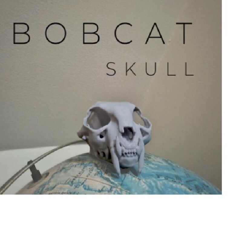 Bobcat Skull - Etsy