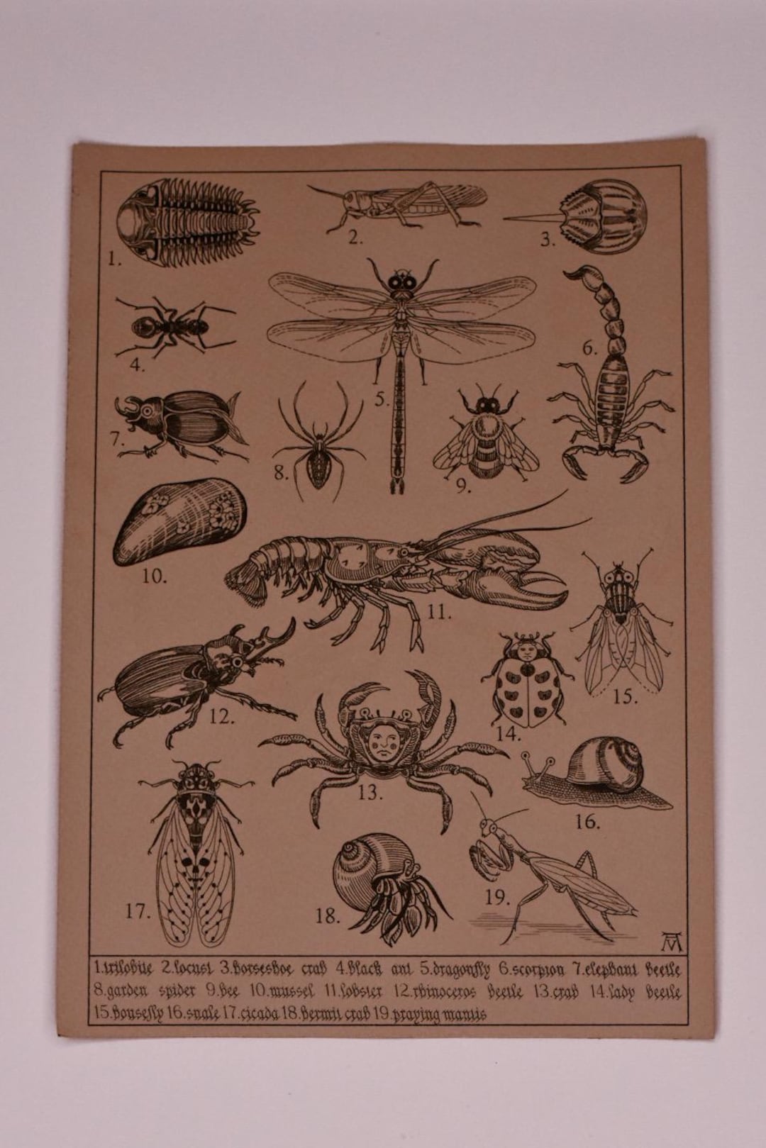 Arthropods Vol. 1 - A4 SIZED - Tea Stained Paper - Etsy