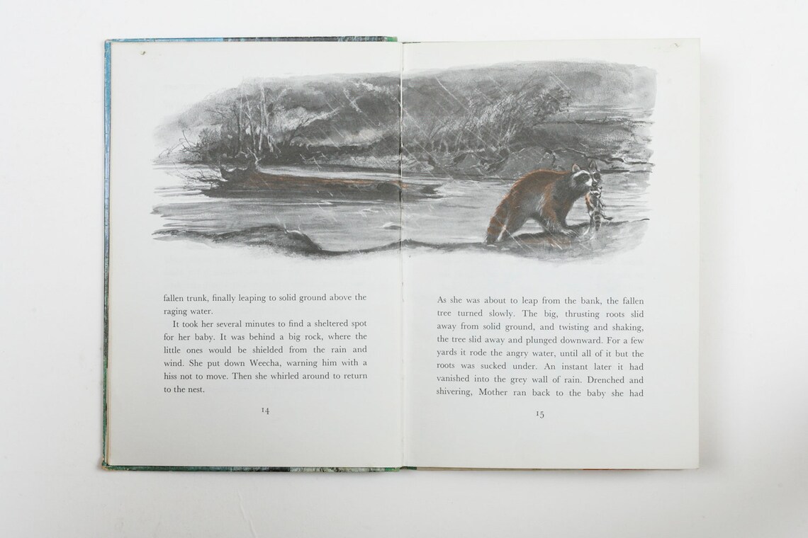 Weecha the Raccoon by Rutherford Montgomery Disney 1960 - Etsy