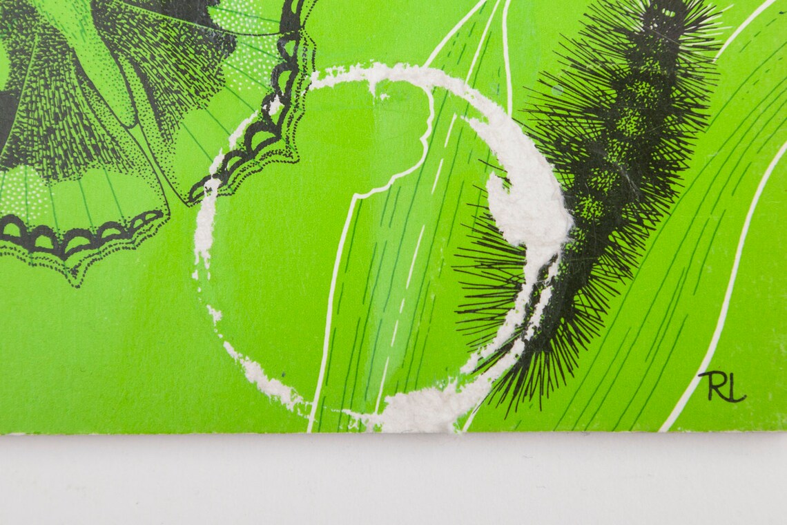 Discovering Garden Insects and Other Invertebrates by Anthony Wootton ...