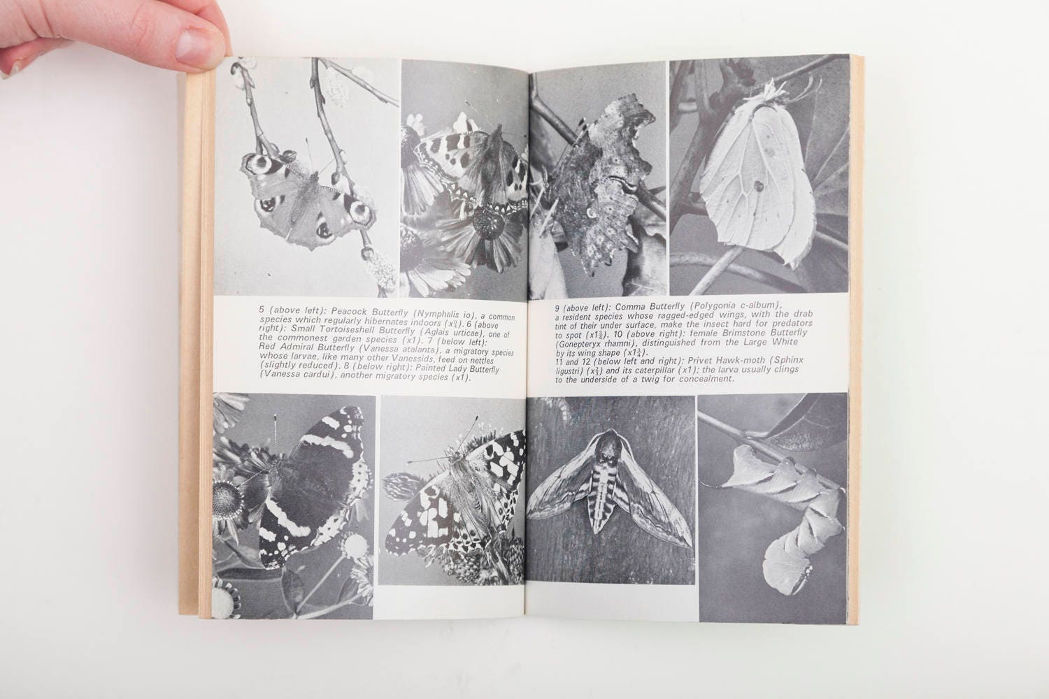 Discovering Garden Insects and Other Invertebrates by Anthony Wootton ...
