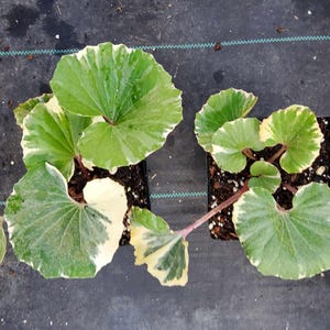 Variegated Farfugium (ligularia) 'argentea' - Etsy