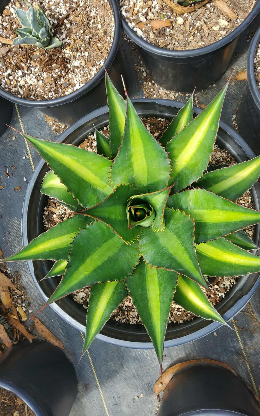 NEW Agave Hybrid- Agave Lophantha 'quadricolor' X Agave Ovatifolia ...