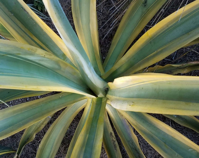 Agave Vilmoriniana 'stained Glass' (variegated Octopus Agave) - Etsy