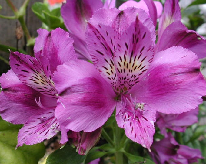 Alstroemeria 'purple Hybrid'- Tall Peruvian Lily. Unusual Color - Etsy