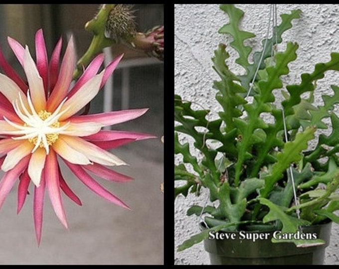 Cryptocereus Anthonyanus (ric Rac or Zigzag Cactus)- Fragrant, Night ...