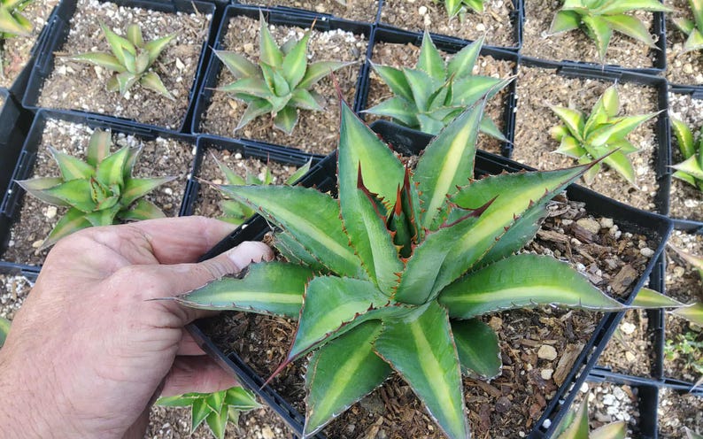 NEW Agave Hybrid- Agave Lophantha 'quadricolor' X Agave Ovatifolia ...