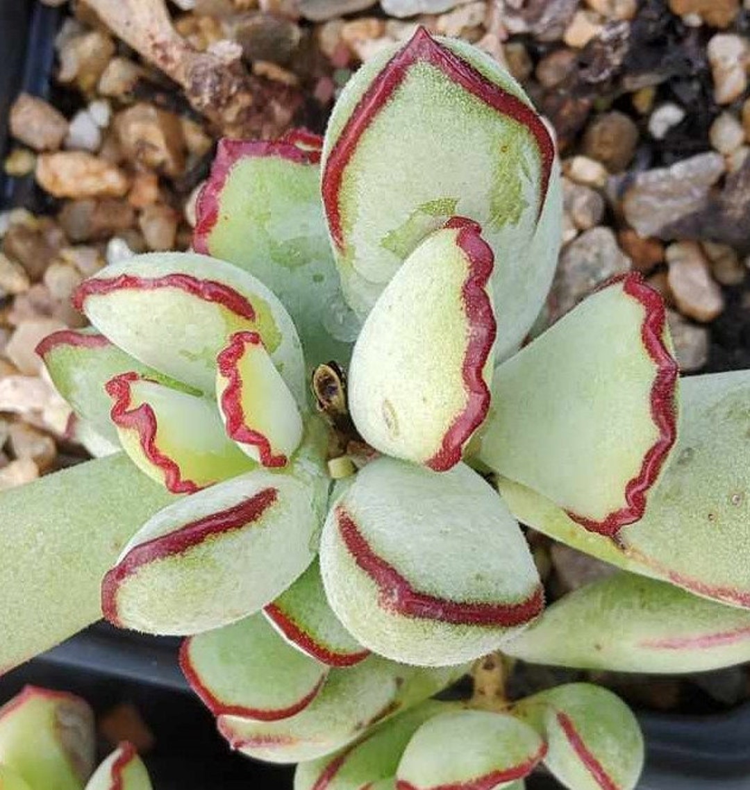 Cotyledon 'choco Line'- NOT IMPORTED. California Grown. - Etsy