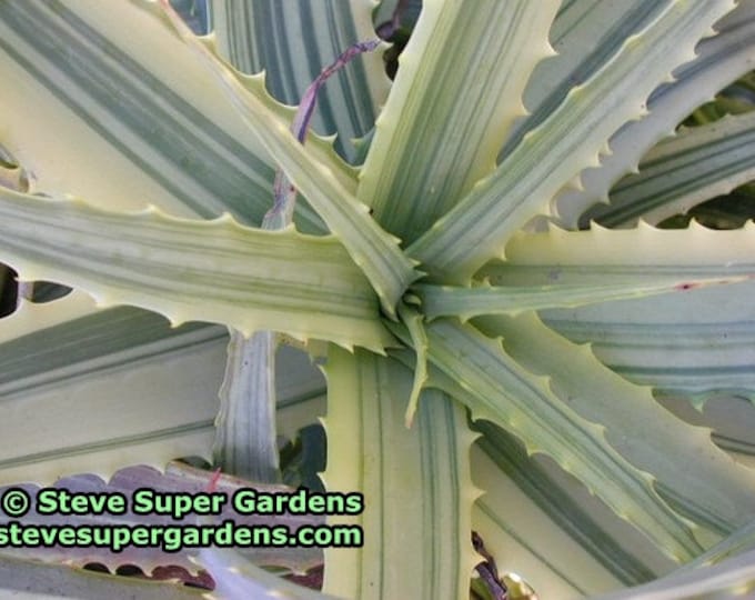 Variegated Aloe Arborescens- Fantastic Variegation. - Etsy