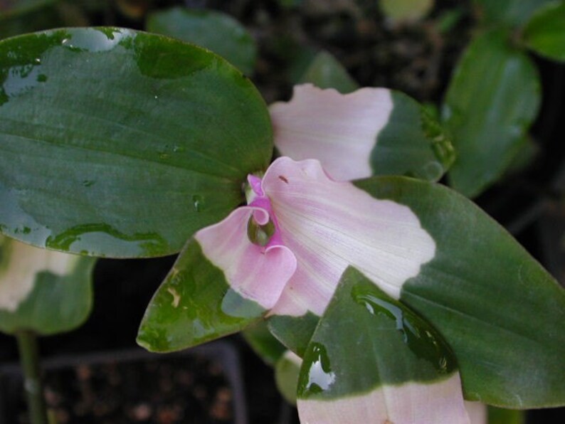 Variegated Tradescantia 'Blushing Bride' plant | Etsy