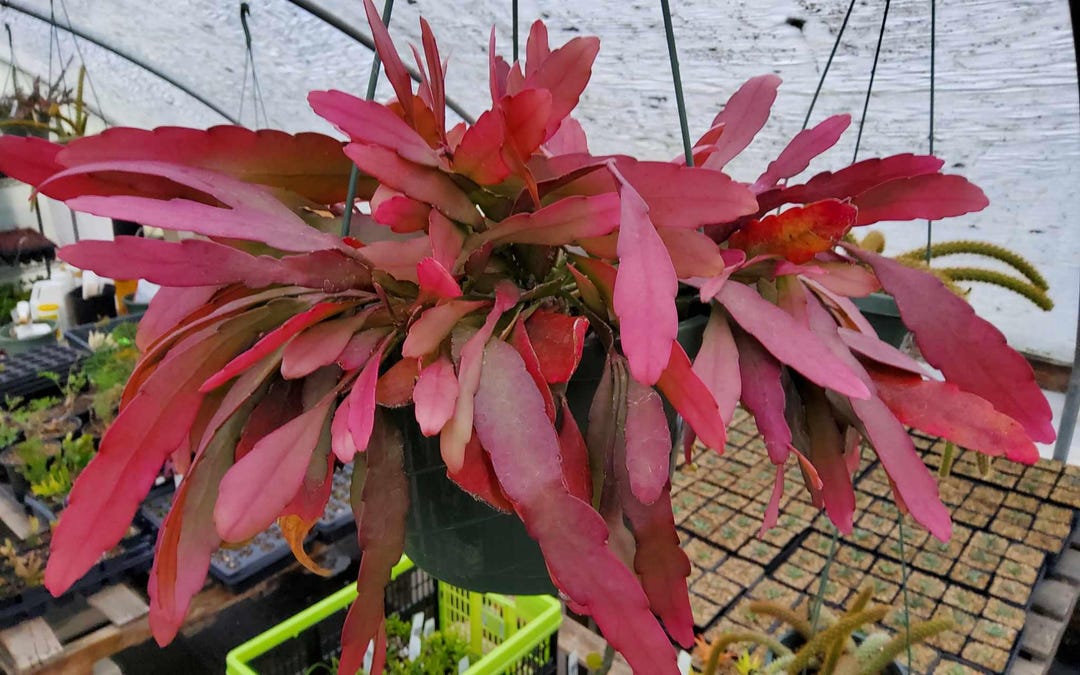 Kimnachia Ramulosa. AMAZING Color! - Etsy