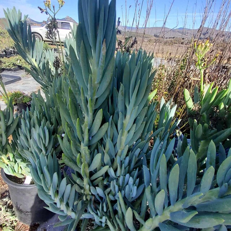 SteveSuperGardens - Etsy