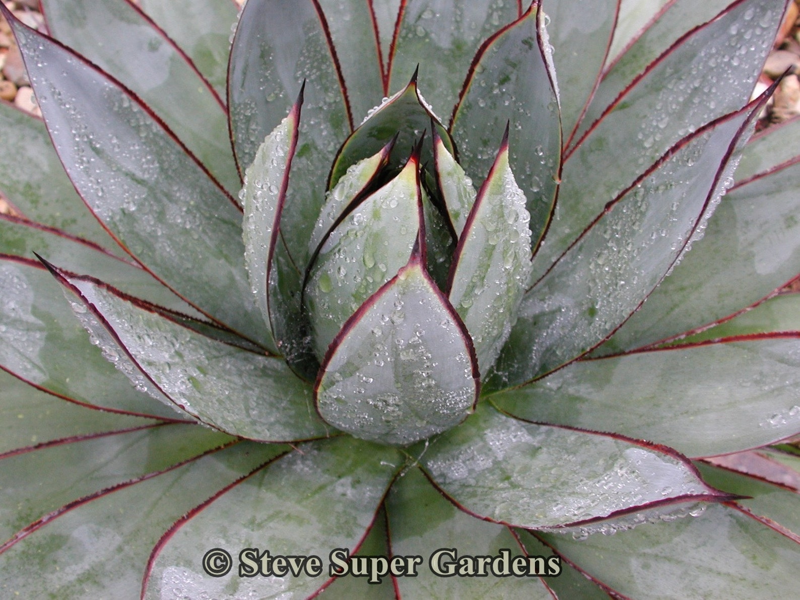 Agave 'blue Glow' Gorgeous Color and Form - Etsy