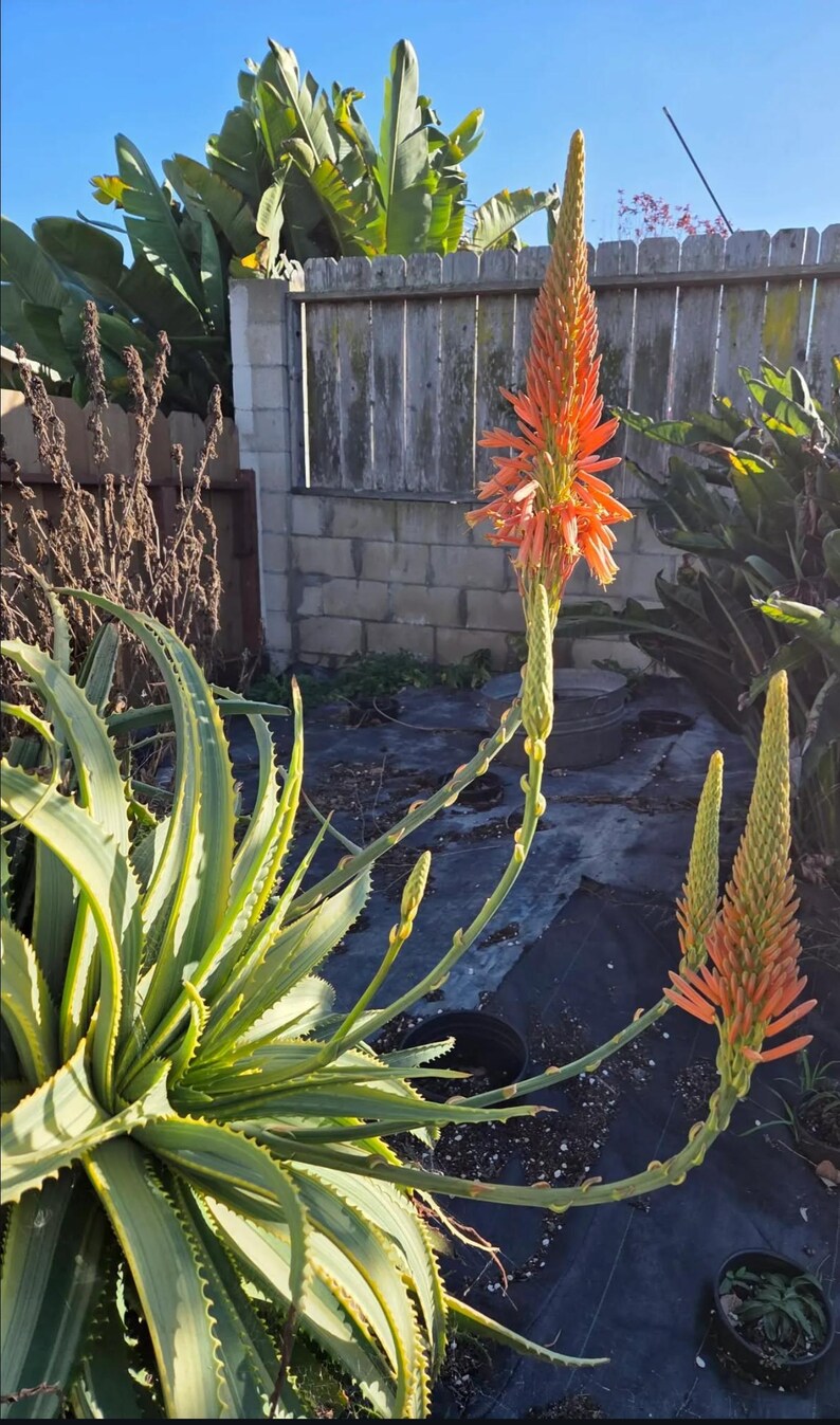 Aloe 'moonlit Tiger' - Etsy
