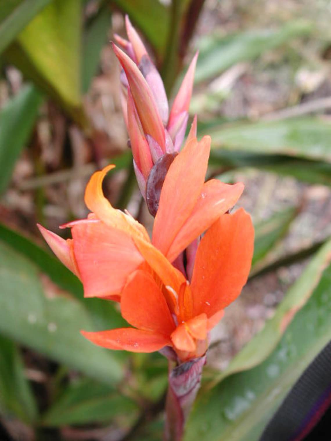 Canna 'musafolia' GIGANTIC Banana-like Leaves. Grows to 15 Feet - Etsy