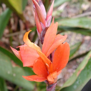 Canna 'musafolia' GIGANTIC Banana-like Leaves. Grows to 15 Feet - Etsy