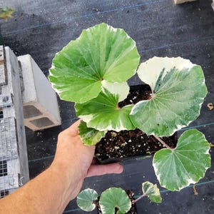 Variegated Farfugium (ligularia) 'argentea' - Etsy