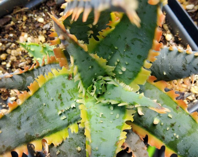 Hybrid Aloe 'rainbow Demogorgon'- NEW Steve Super Gardens Introduction ...
