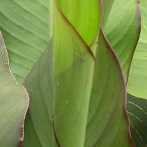 Canna 'musafolia' GIGANTIC Banana-like Leaves. Grows to 15 Feet - Etsy