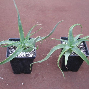 Aloe Arborescens V. Lutea yellow Torch Aloe - Etsy